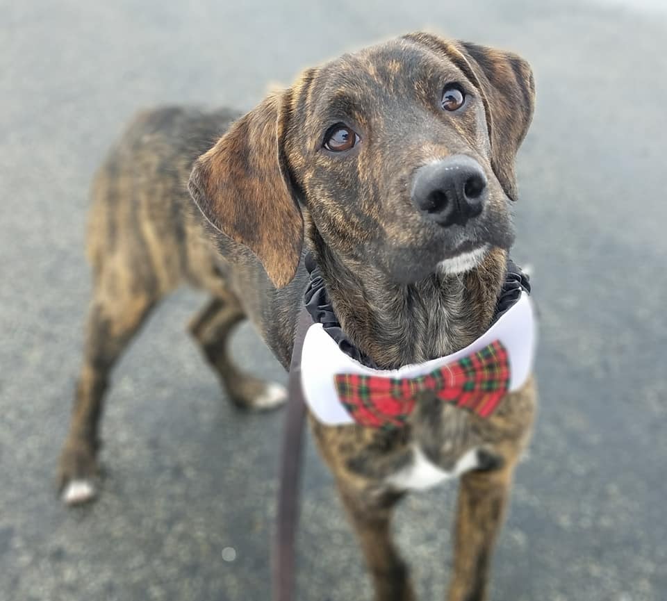 Host A Fundraiser | Angel Ridge Animal Rescue